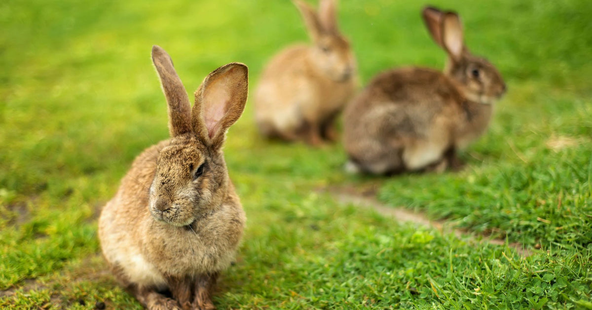 Rabbit Hemorrhagic Disease - RHDV2