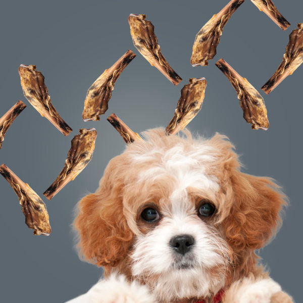 ROAM® Bucky Gnaw-kle™ Dog Treat - Concord, NH - Hooksett, NH - Belmont ...